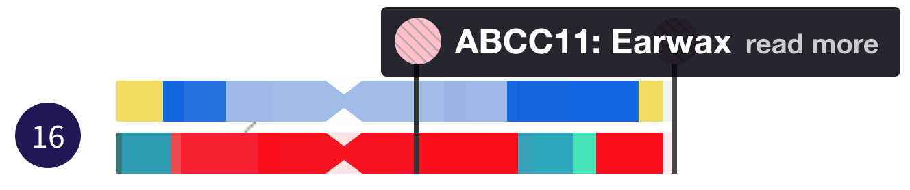 Use your chromosome map to explore traits in your DNA